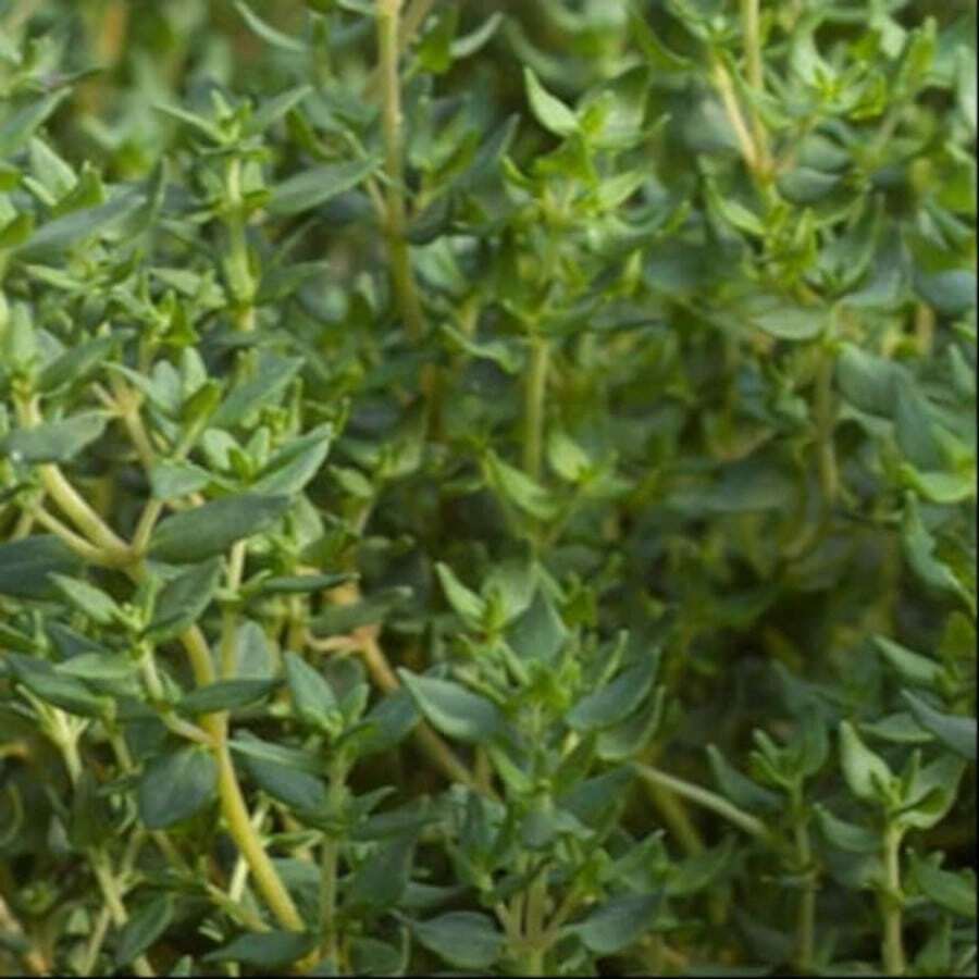 Common Thyme Seeds, Open Pollinated Non GMO Heirloom Herb Seeds 130 ...