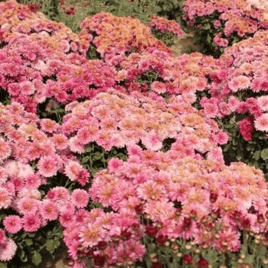 Mixed Hibiscus Seeds Fragrant And Sweet Garden House For Outdoor ...