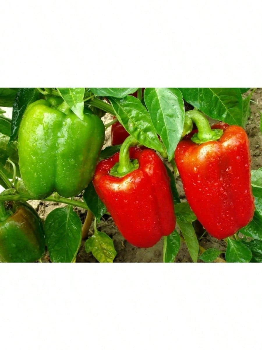15 Yolo Red Sweet Pepper Seeds Aromatic And Flavorful Easy Plant To ...