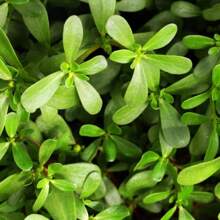 500 Golden Portulak Seeds, Essbar, Portulaca Oleracea Sativa, Non-GMO ...