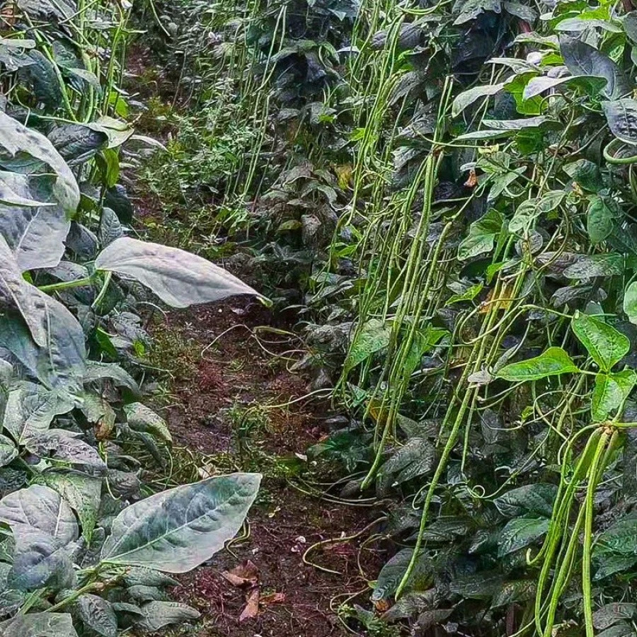 Long Bean Varieties Mung Bean Varieties High Yield Vegetable Varieties Small Five-Leaf Bean ...