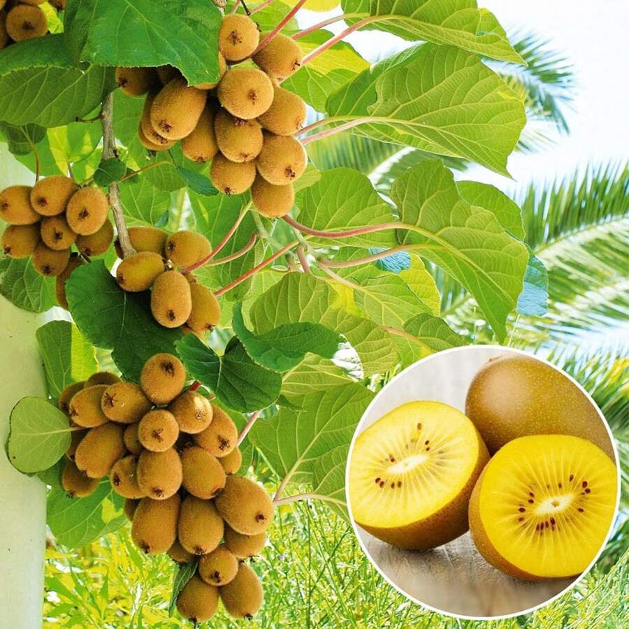Golden Kiwi Kiwi Gooseberry Seeds For Growing Delicious And High ...