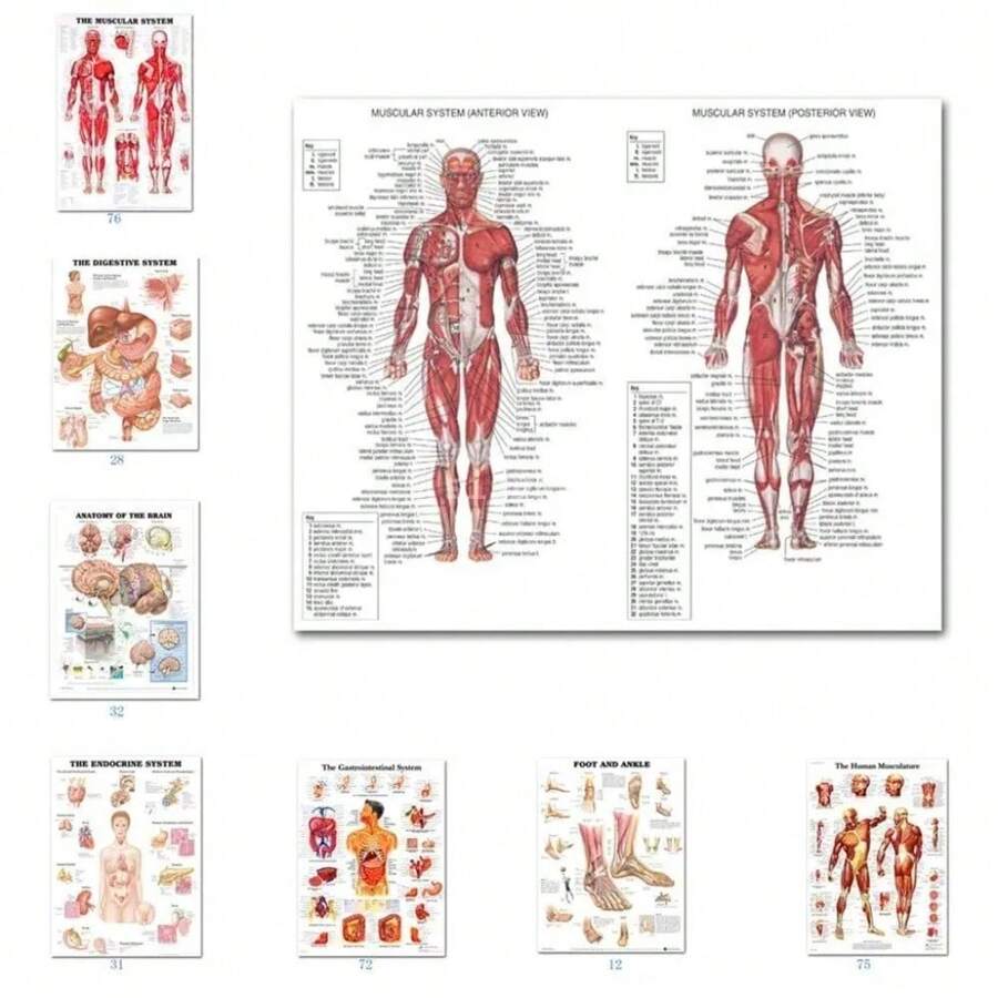1pc Anatomical Muscular System Poster Human Body Anatomy Chart Medical ...