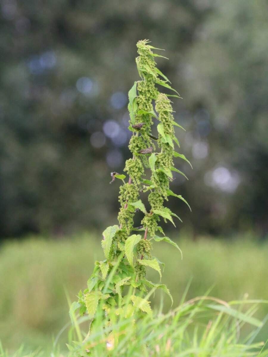 3000 Stinging Nettle Seeds - Urtica Dioica - Medicinal Plant - Deer ...