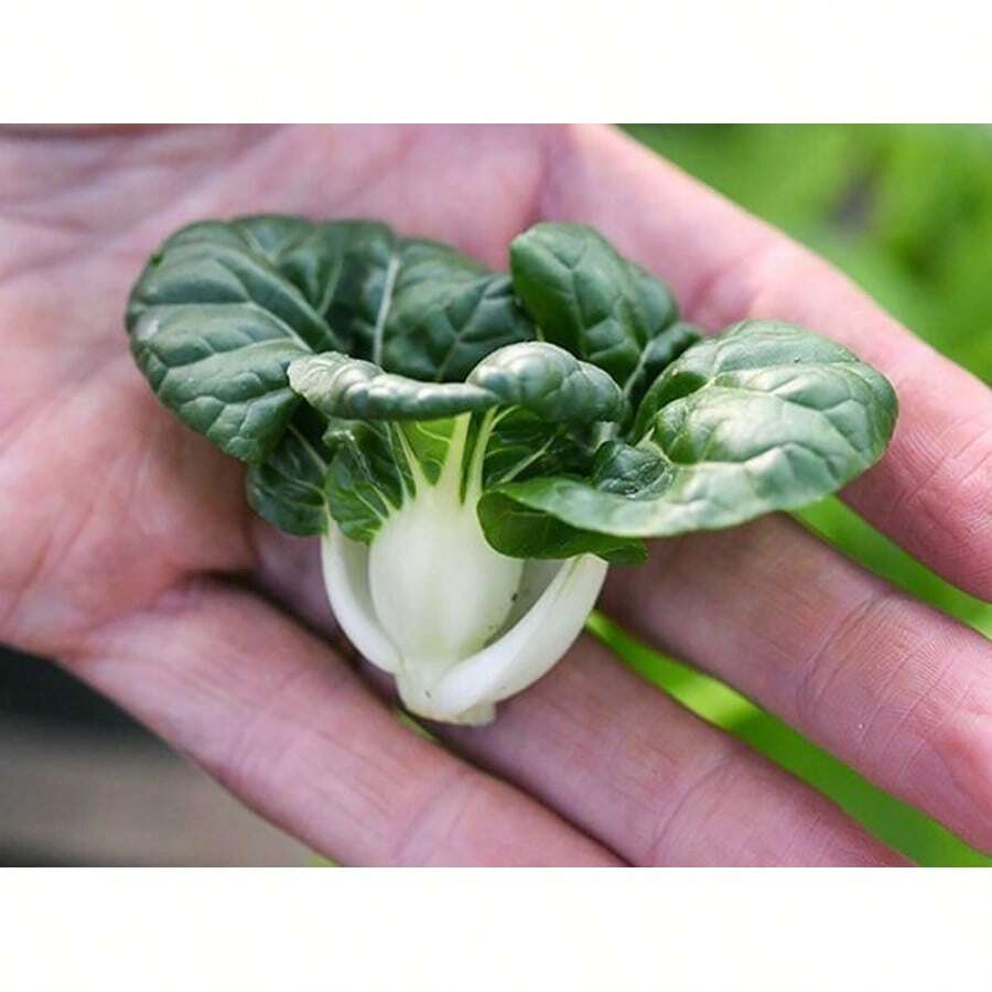 High Germination Rate 800+ Cabbage Seeds - Pak Choi - Extra Dwarf White ...