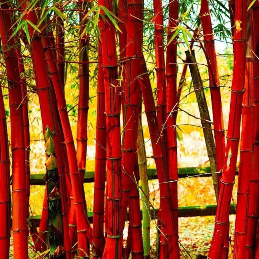Exotic Orange Bamboo Clumping Privacy Shade 100+ - Heirloom Garden ...