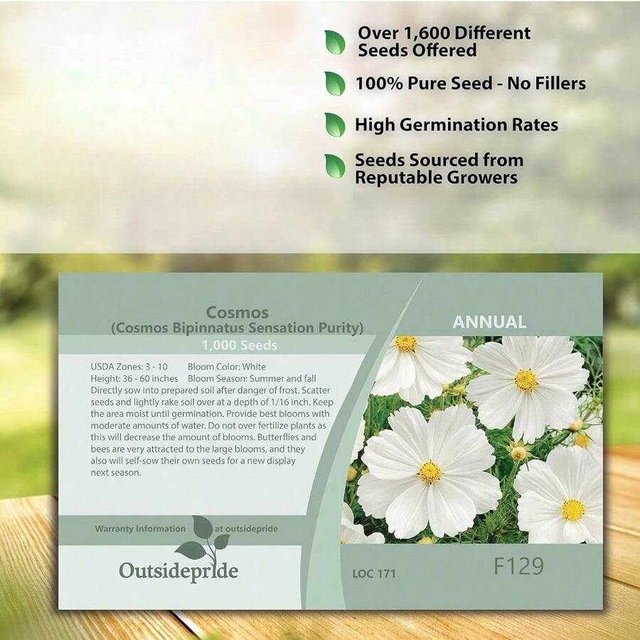 1000 Seeds Annual Cosmos Bipannatus White Purity Cut Flower Seeds For ...