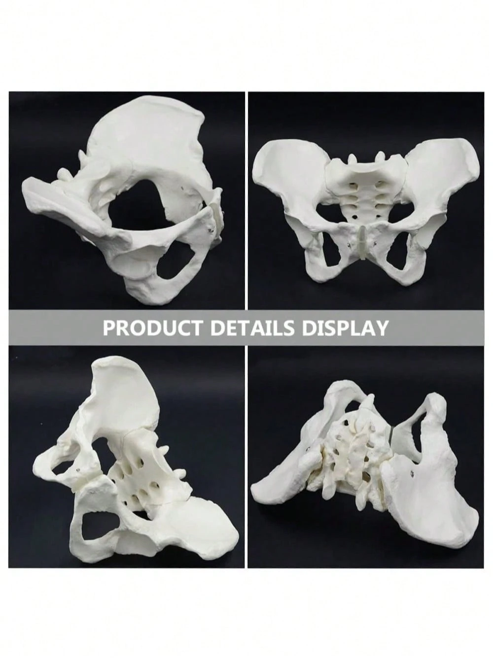 Mini Size Female Pelvis Model 3D Pelvic Model Hip Bone Pelvic ...