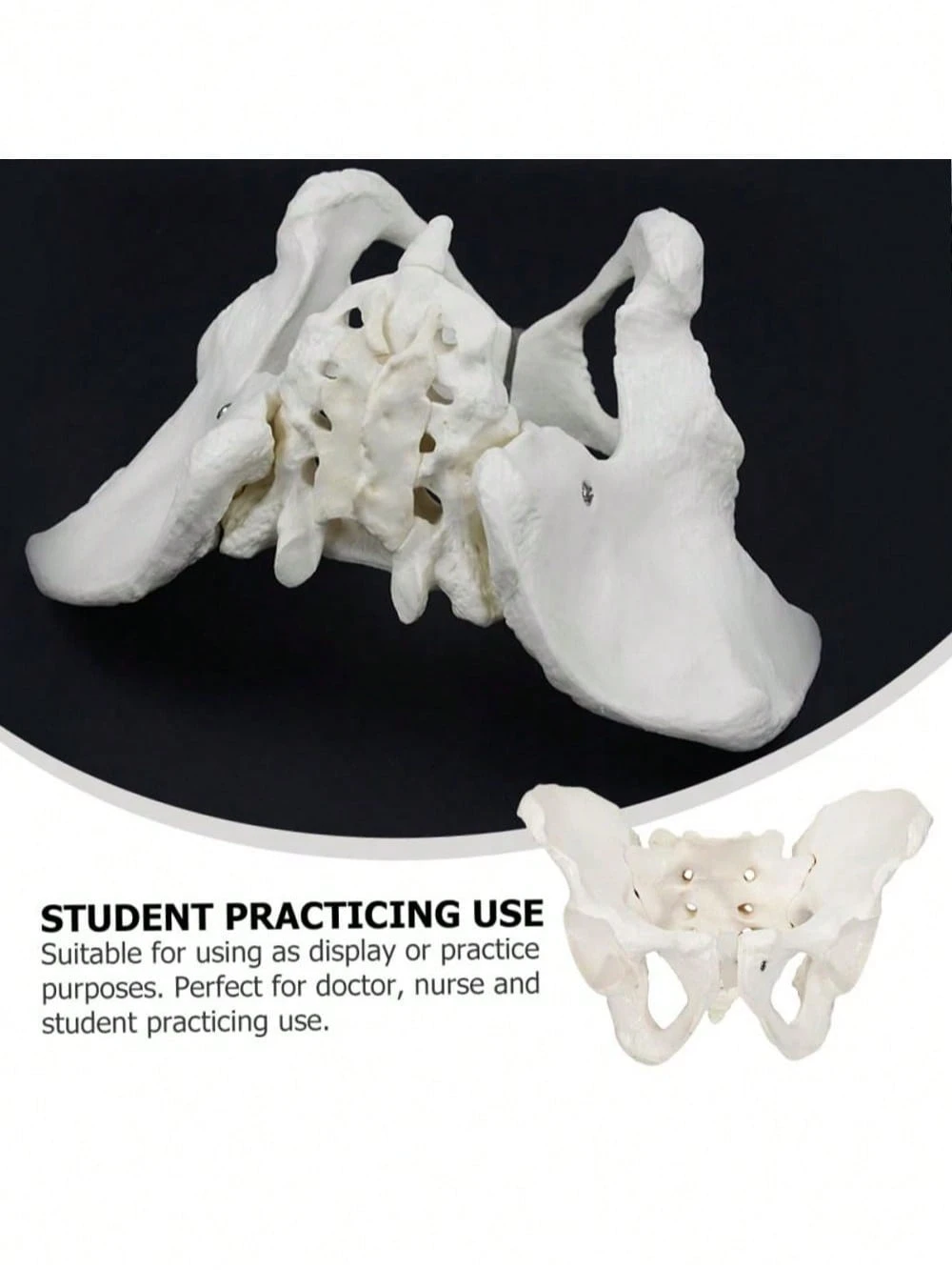 Mini Size Female Pelvis Model 3D Pelvic Model Hip Bone Pelvic ...