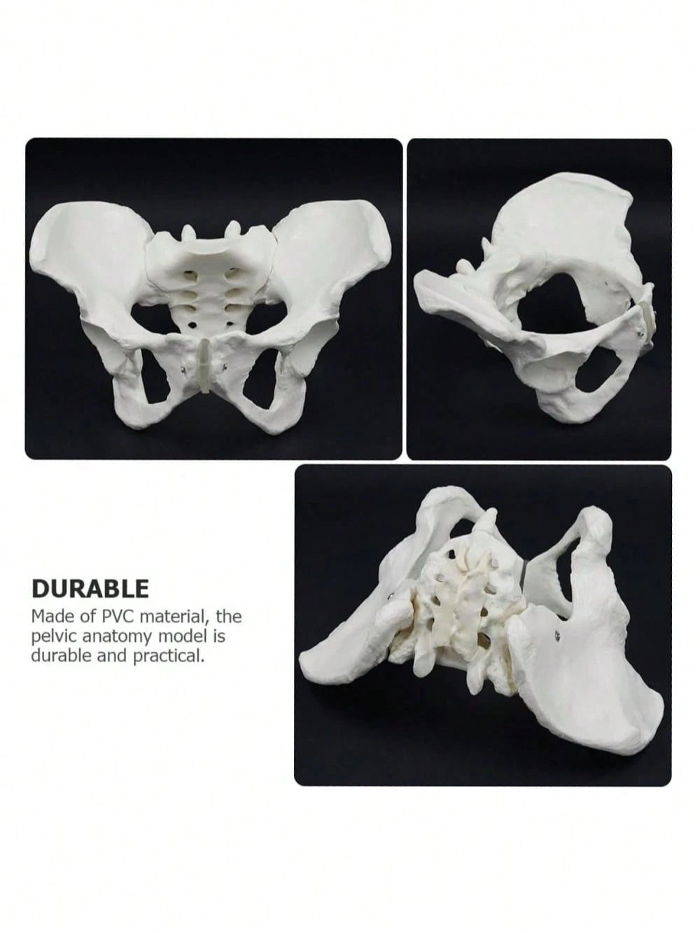 Mini Size Female Pelvis Model 3D Pelvic Model Hip Bone Pelvic ...