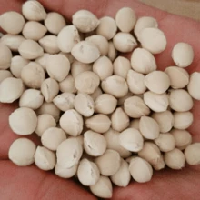 High Germination Rate Dwarf Cherry Tree Seeds, Fruit Seeds, Self ...