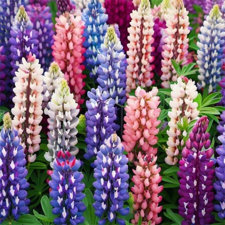 Seeds Mung Bean Flower Mixed Wildflower Seeds 2x500 Seeds Per Bag ...