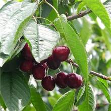 High Germination Rate Dwarf Cherry Tree Seeds, Fruit Seeds, Self ...