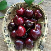 High Germination Rate Dwarf Cherry Tree Seeds, Fruit Seeds, Self ...