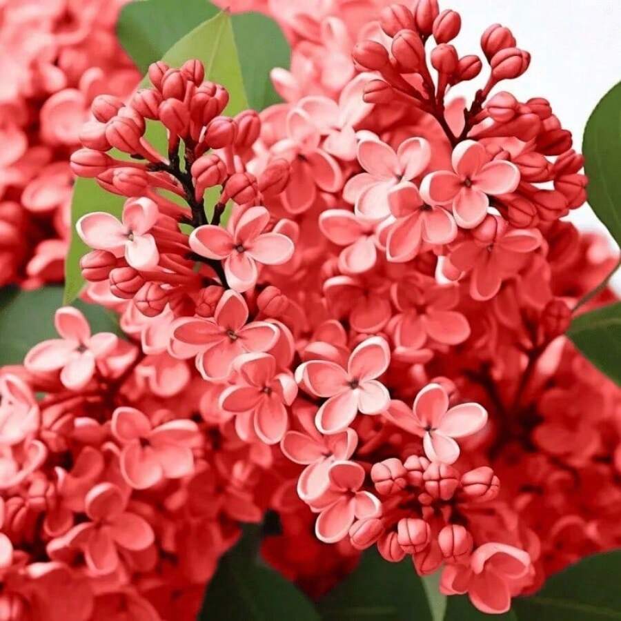 Red Lilac Seeds (Syringa) - Cold-Hardy, Fragrant Perennial Shrubs For ...