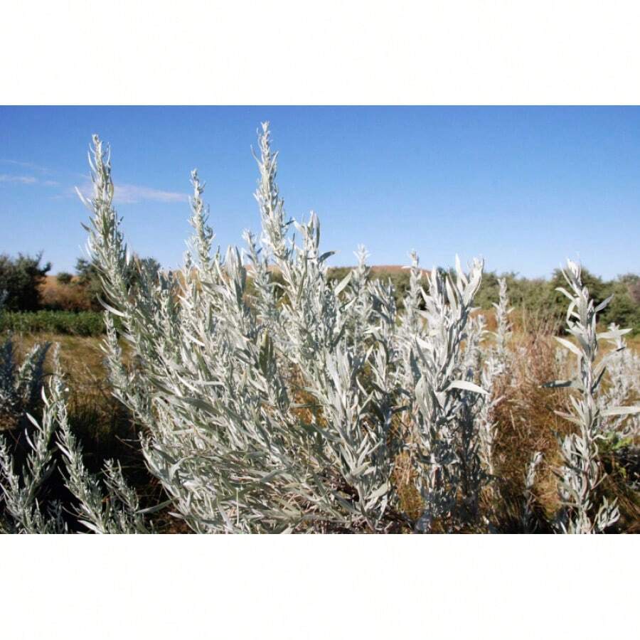 100 SILVER SAGEBRUSH Artemisia Cana Dwarf Sagebrush Wormwood Herb ...