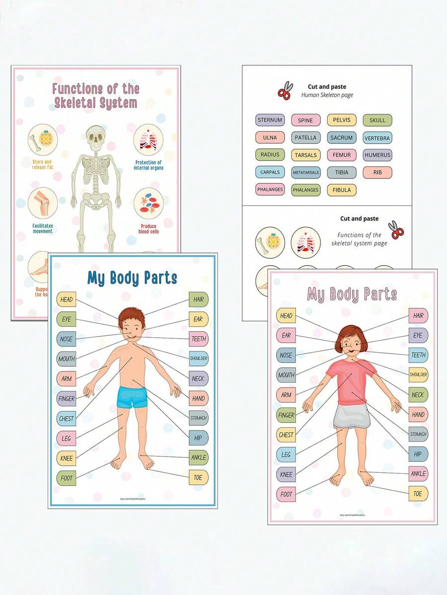 Human Anatomy Busy Book Human Organ Match Preschool Interactive Anatomy ...