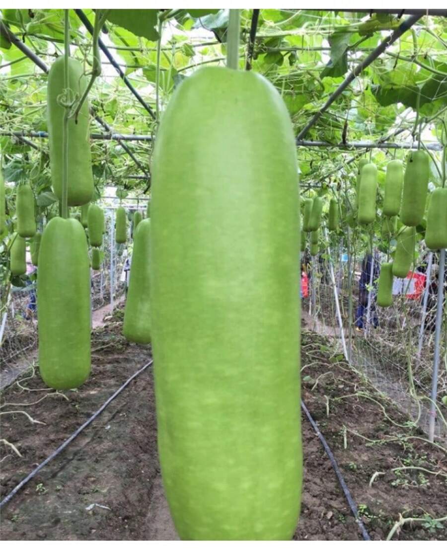 15+Calabash Bottle Gourd Seeds Chinese Pugua Nam Tao Yao Lauki Opo ...