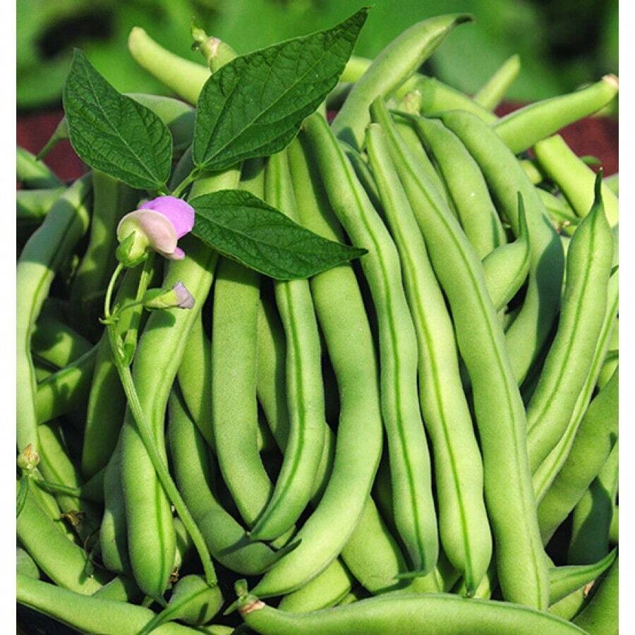 15+Tendergreen Improved Green Bush Bean Seeds Stringless Bean Heavy ...
