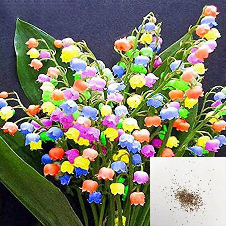 100 Colorful Convallaria Ma Seeds Ready-Made Goods From The US ...