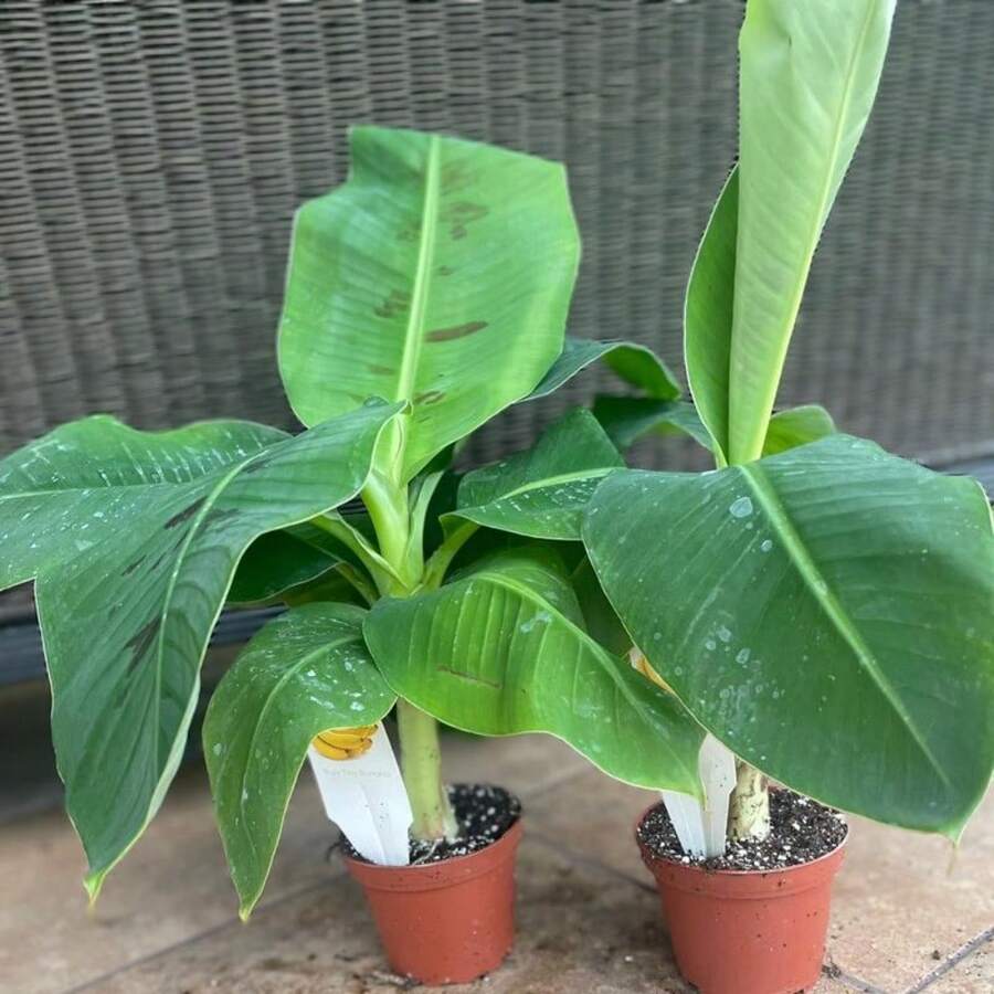 Dwarf Truly Tiny Banana Tree Perfect For Home Garden And Containers ...