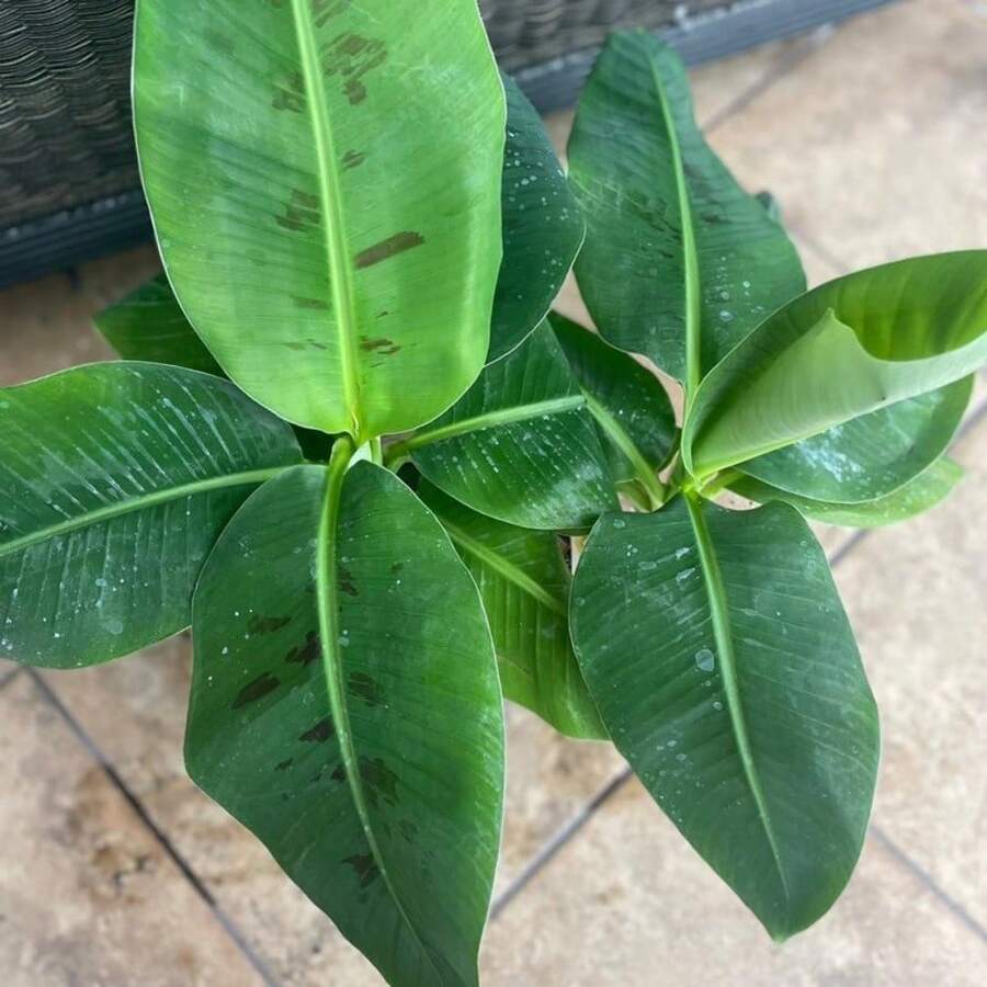 Dwarf Truly Tiny Banana Tree Perfect For Home Garden And Containers ...