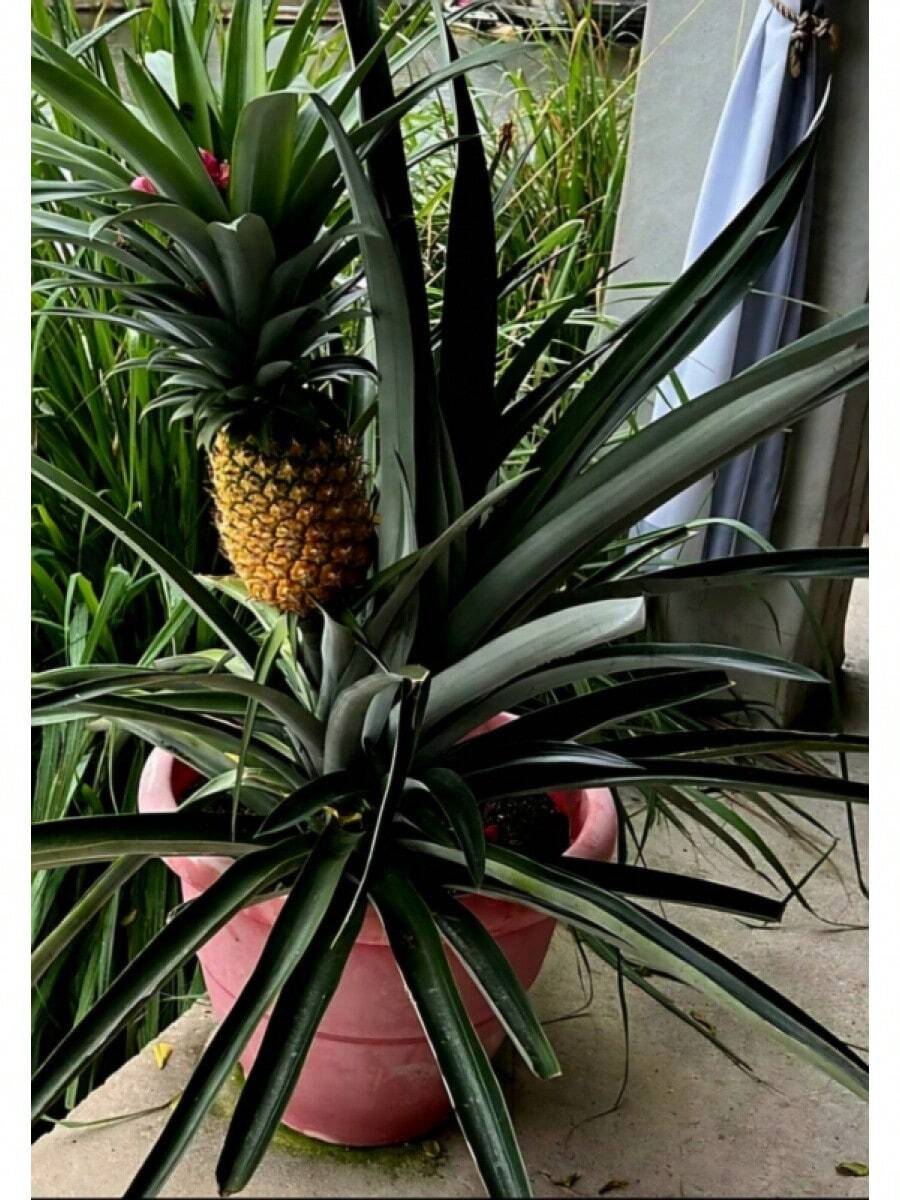 8+ Sweet Pineaple Seeds (Ananas Comosus) Tropical Fruit Harvested 09/ ...