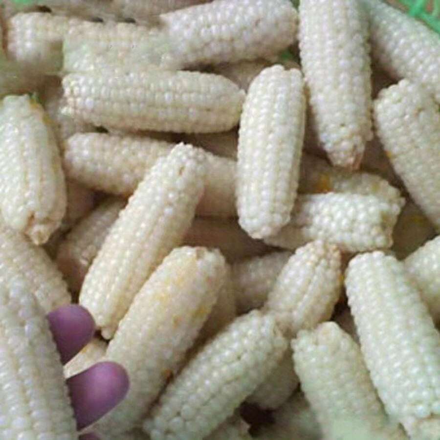 Super Sweet Creamy Fruity Mini White Corn Seeds Fresh Sweet Corn Milky ...