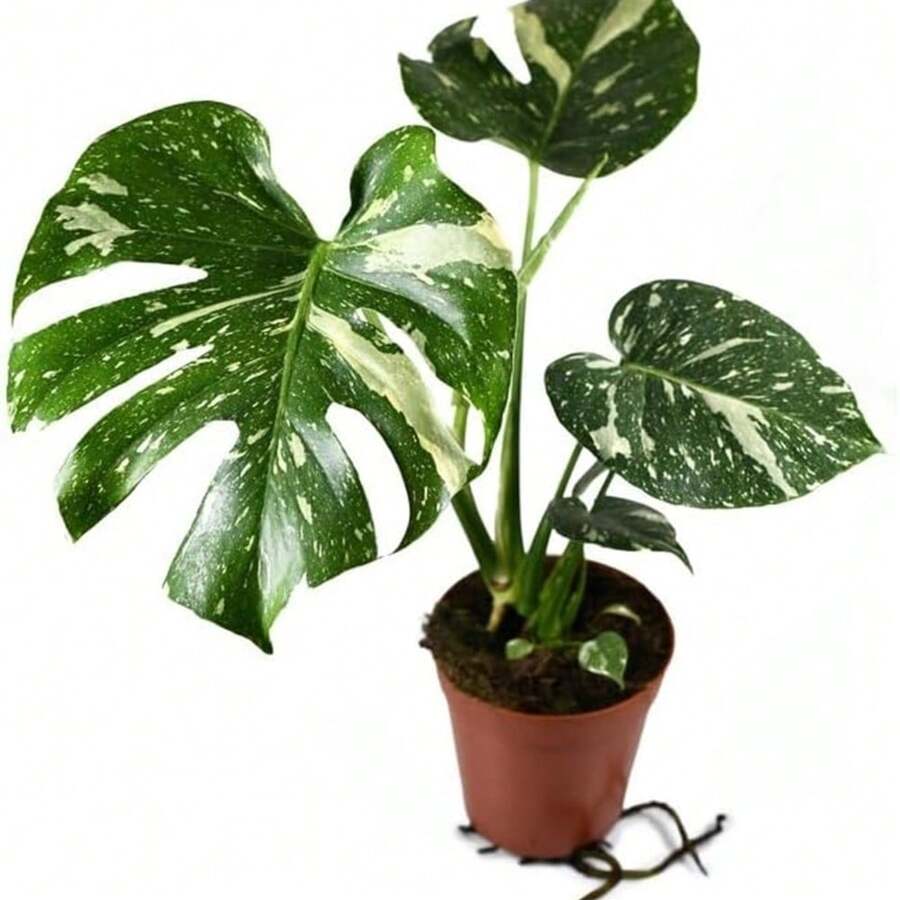 High Yield 100 Thai Star Cuckoo Banana Seeds - Live Plants In 4-Inch ...