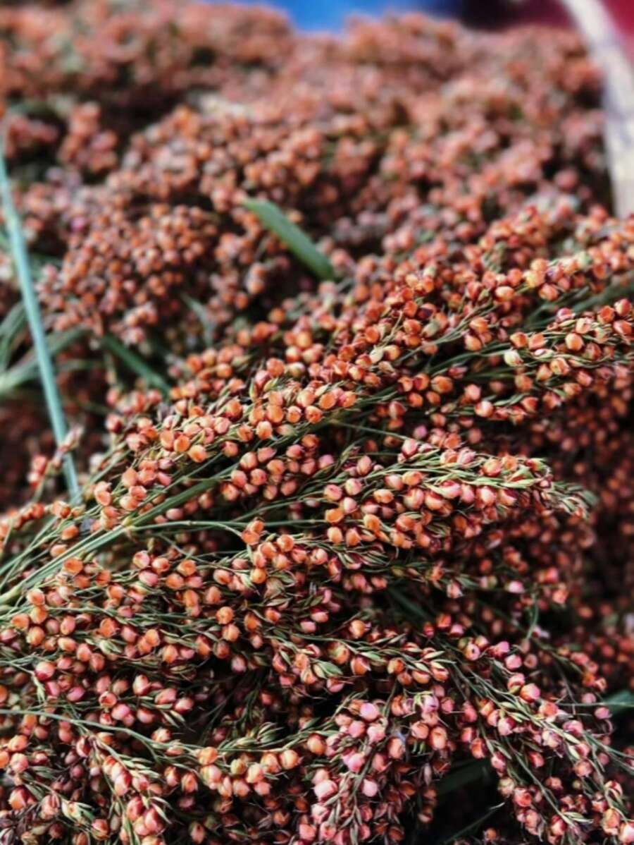 50 Sweet Sugar Cane Sorghum Seeds For Planting - Open-Pollinated ...