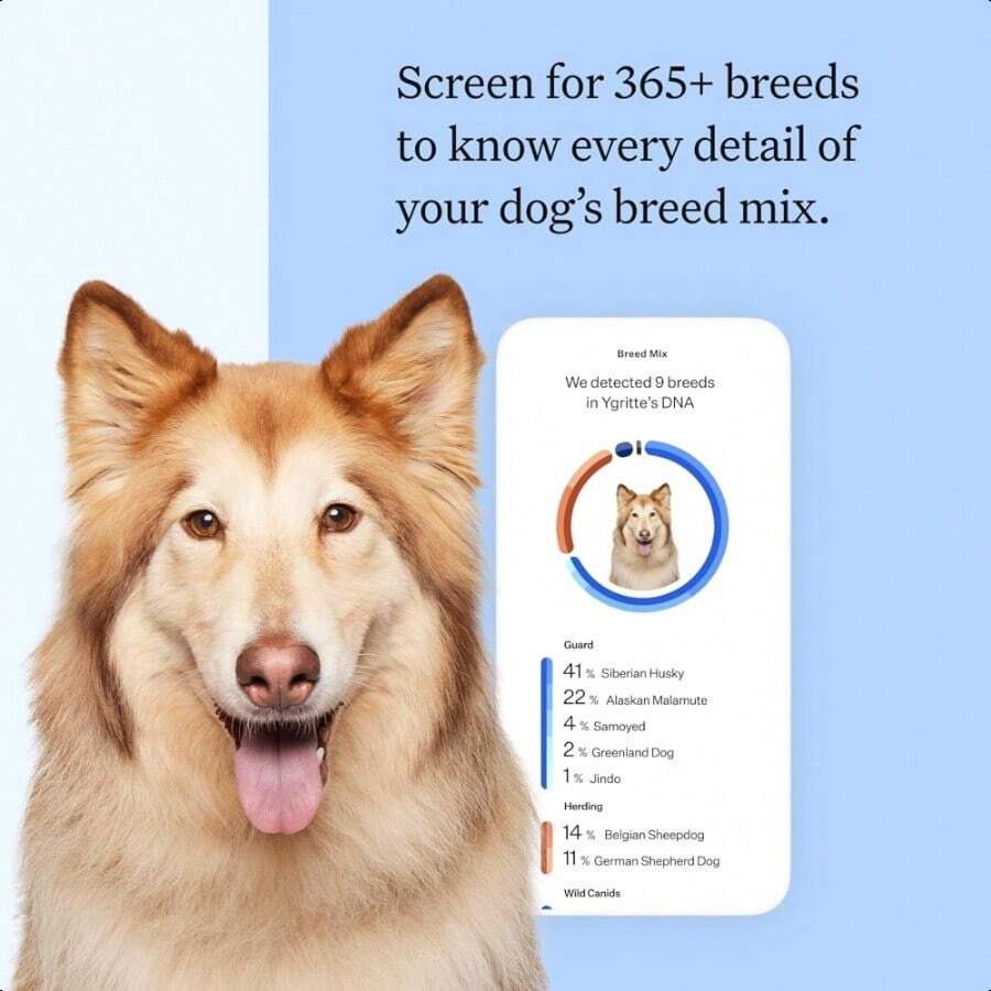 Unmasking Dog Ancestry: Smart Health Team DNA Kit Accurately Identifies ...