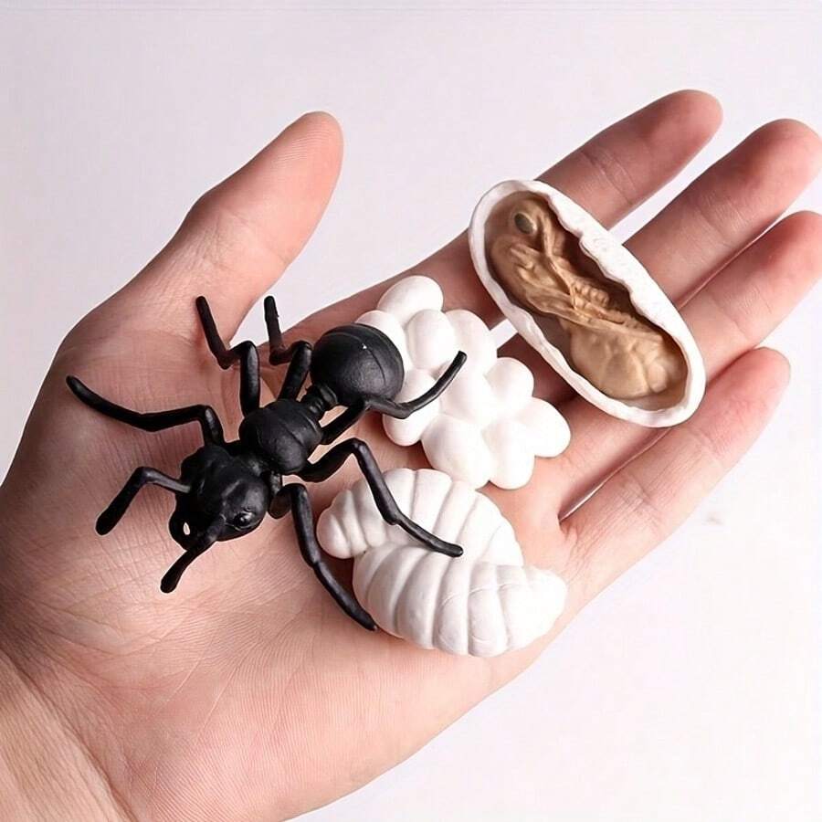 1 Set Realistic Ant Model Kit, Ant Life Cycle Growth Stage Model, Vivid ...