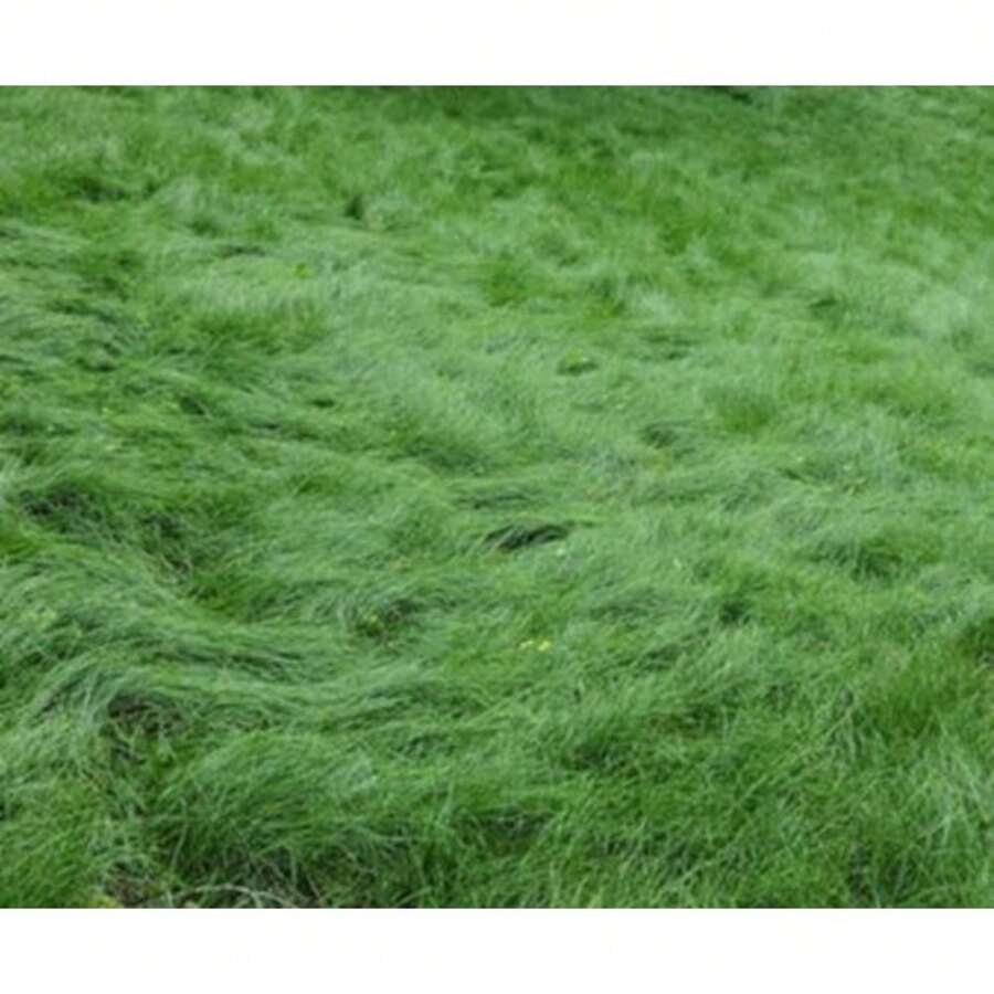 No Mow Lawn Grass Seed, Dwarf Fine Fescue Mix, Low Maintenance Lawn ...