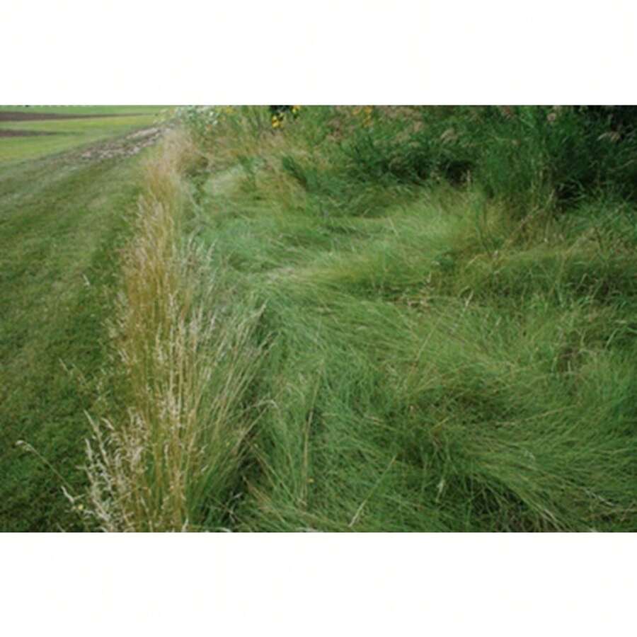 No Mow Lawn Grass Seed, Dwarf Fine Fescue Mix, Low Maintenance Lawn Seed | SHEIN PT