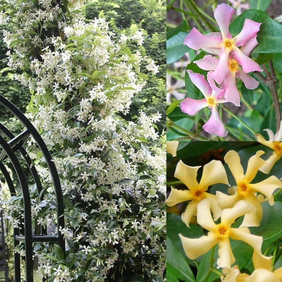 100 Mixed Star Jasmine Floral Seeds For Planting Climbing Jasmine ...