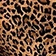 SHEIN EZwear Plus Size Leopard Print Waistband Label Casual Shorts ...
