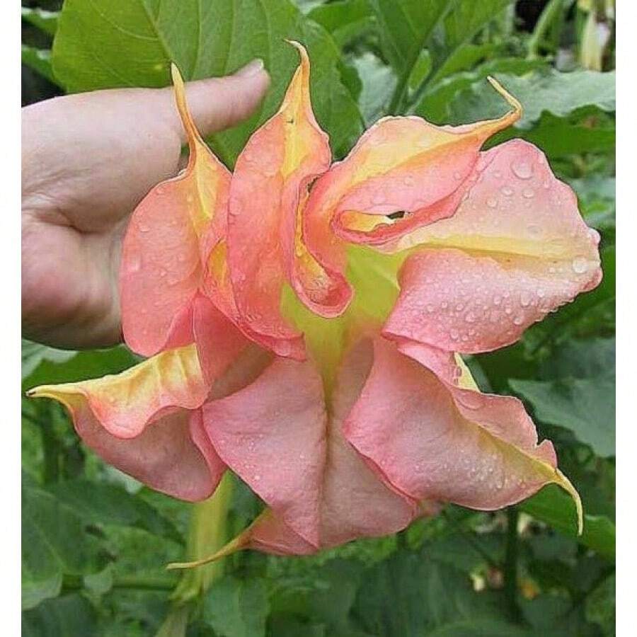 10 Double Yellow Orange Angel Trumpet Seeds Brugmansia Datura Flower ...