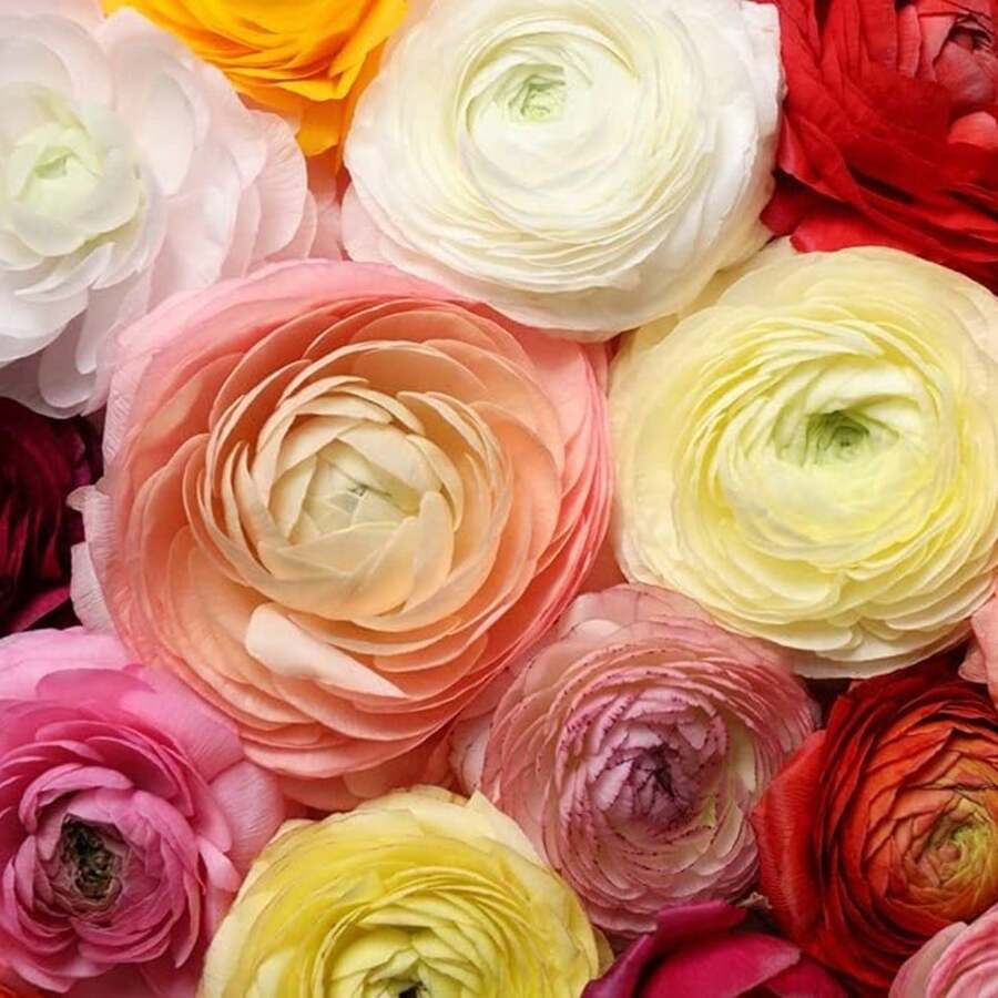 10 Mixed Peony Lotus Bulbs 1000 Large Healthy Bulbs For Growing Easy To ...