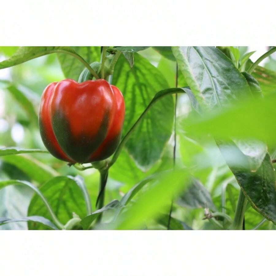 40 California Wonder Bell Pepper Seeds, Sweet Peppers, Capsicum Annuum ...