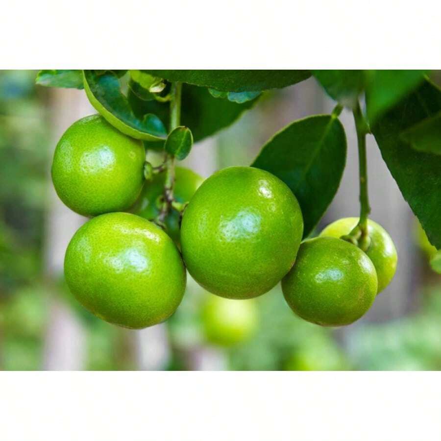 Rare Varieties Seeds Lia&S Lime Tree Seeds - Fast Growing Key Lime Tree ...