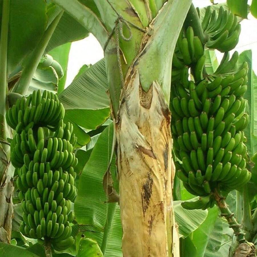 Wild Banana Tree Seeds For Planting - 10 Seeds - Musa Acuminata | SHEIN USA