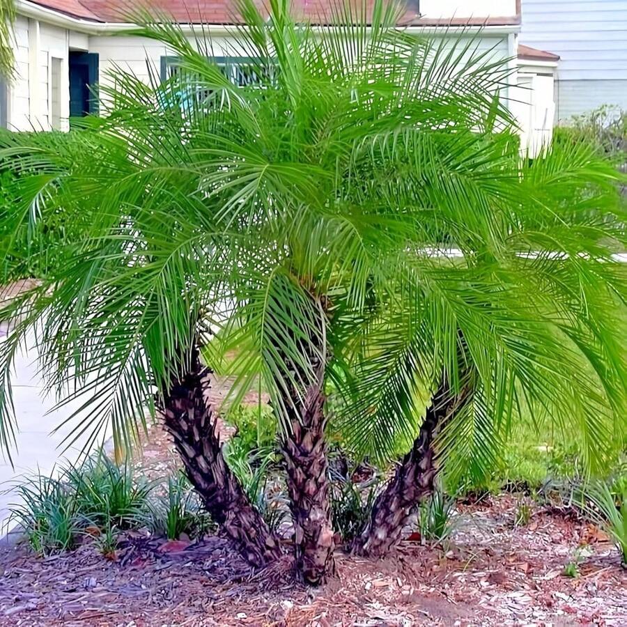 10pcs Pygmy Palm Tree Seeds - Great Plant Seeds For Indoor And Outdoor ...