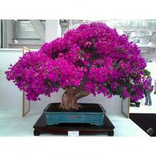 Pot Seeds 30 Bonsai Cherry Blossom Seeds Family Or Patio Placement Come ...