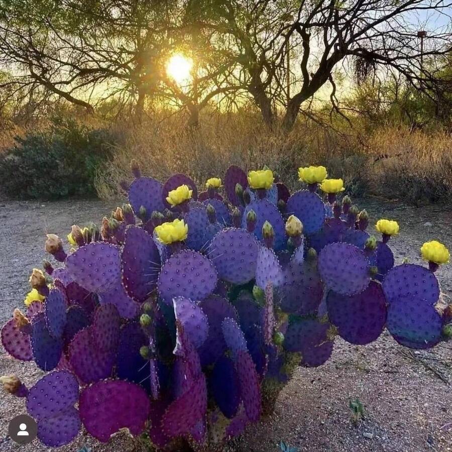 Pot Seeds 200 Seeds Potted Purple Cactus Seeds -Christmas - Festival ...