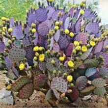 Pot Seeds 200 Seeds Potted Purple Cactus Seeds -Christmas - Festival ...