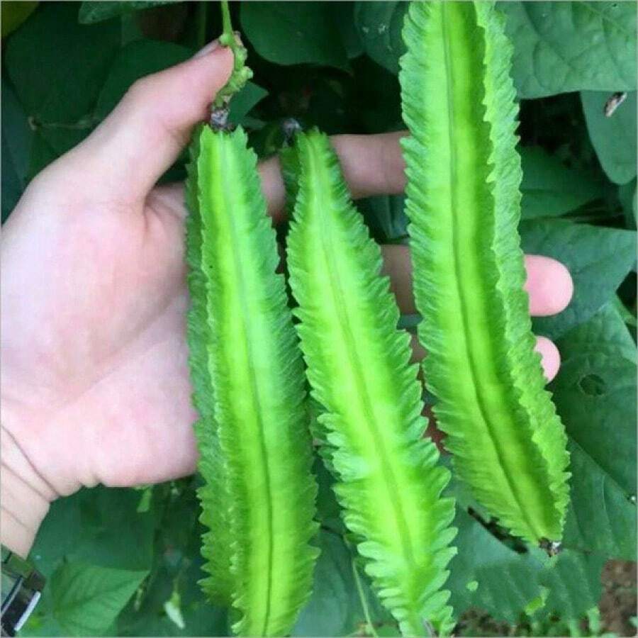 Organic Winged Beans Sigarilyas Vegetable Seeds ( 10 Seeds ) - Basic ...
