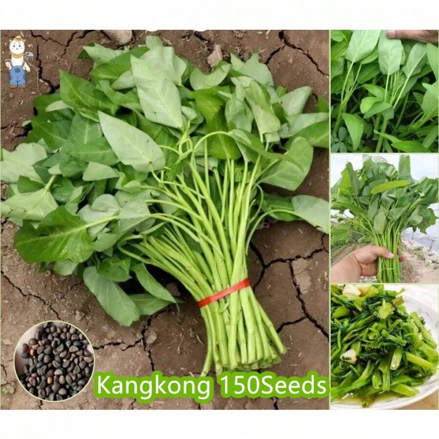 Chinese Kangkong Seeds - (150seeds/Pack) Upland Kangkong Seeds / Upland ...