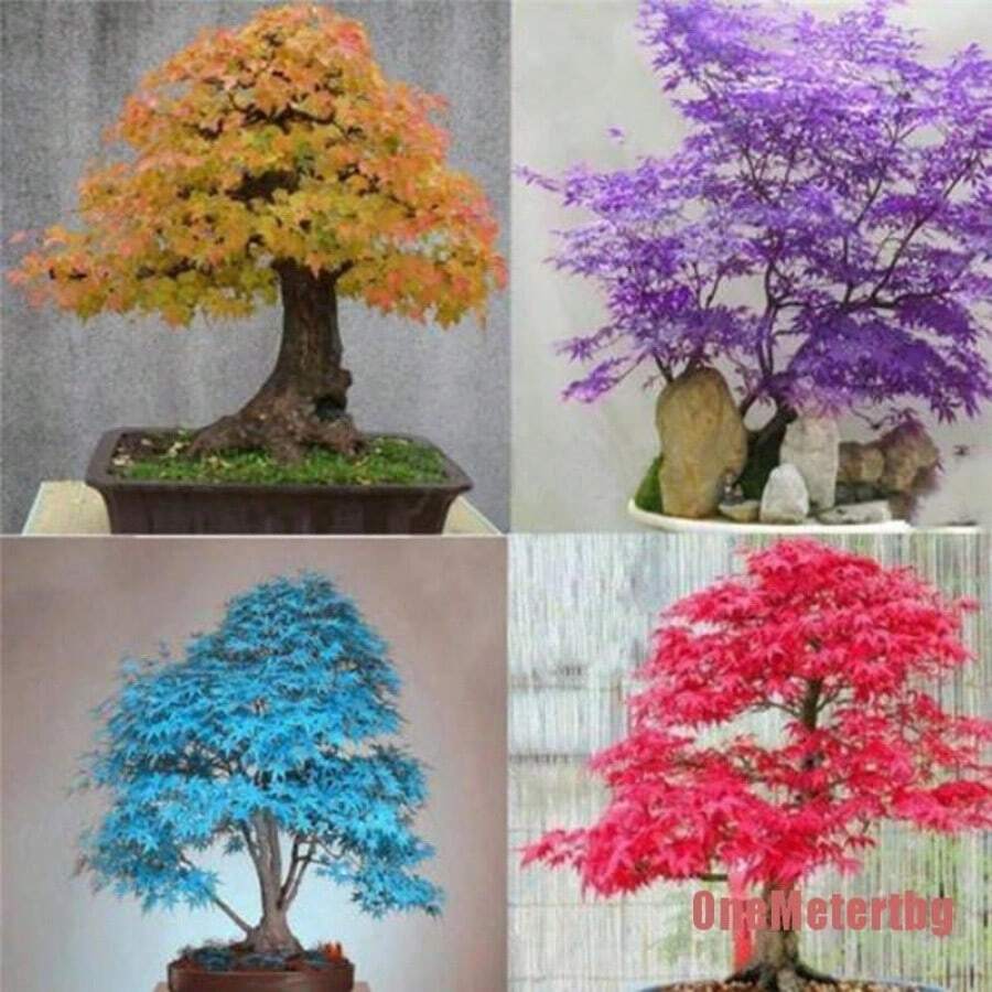 20pcs/ Bag Bonsai Blue Maple Tree Seeds Bonsai Tree Seeds | SHEIN USA