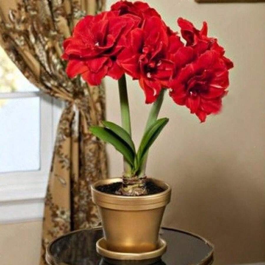 10p'c's Particle Hippeastrum Rutilum Seeds Bonsai Home Garden Balcony ...