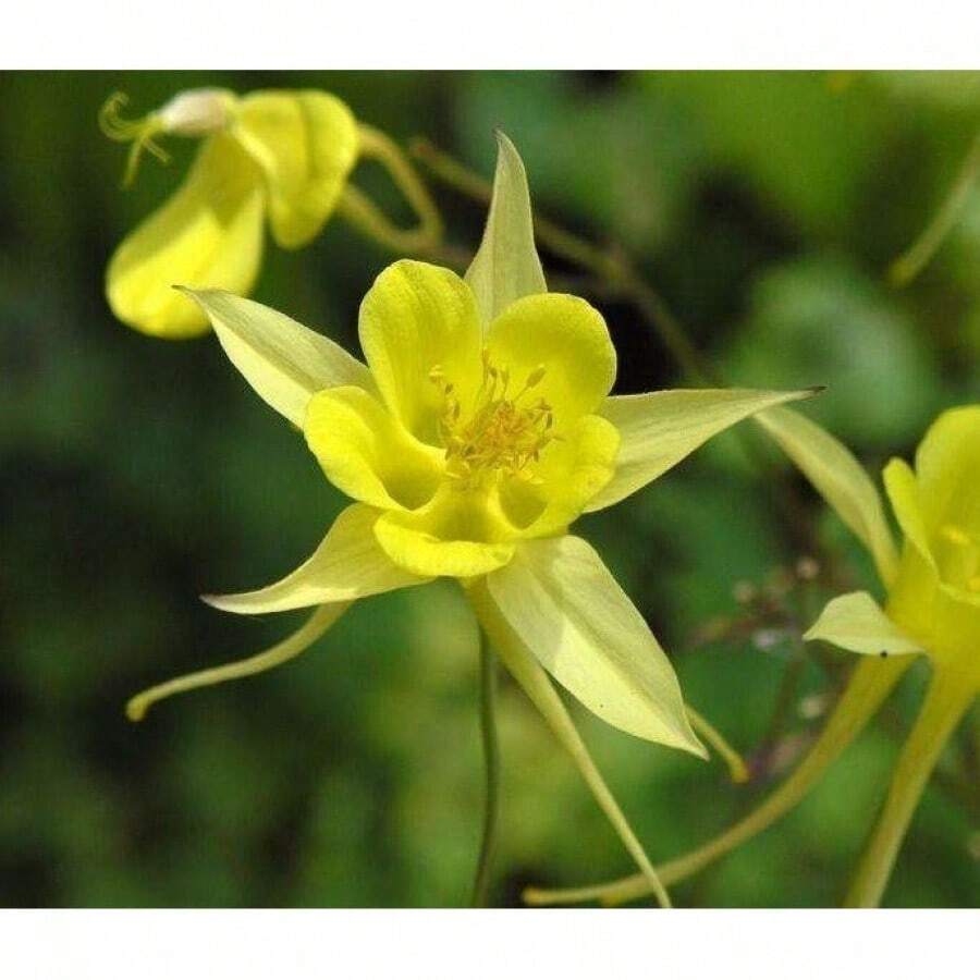 10pcs /Bag Perennial Aquilegia Viridiflora Pall Cat Claw Flower Bonsai ...